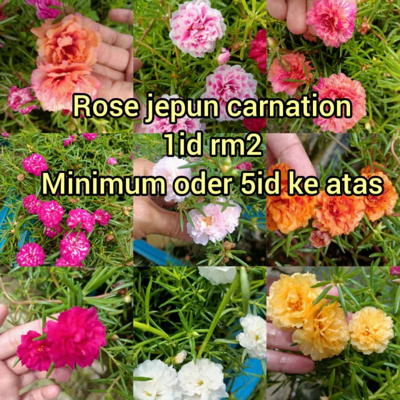 [ Ready Stock ] Rose Jepun / Bunga Kembang 10 Pagi ( CARNATION ) BUNGA ...
