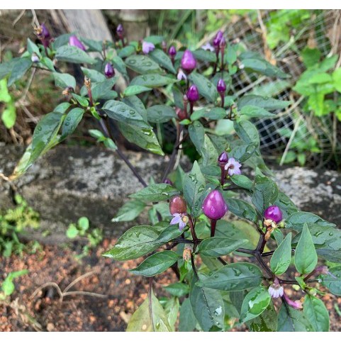 Biji benih lada ungu (cili purple) | Shopee Malaysia