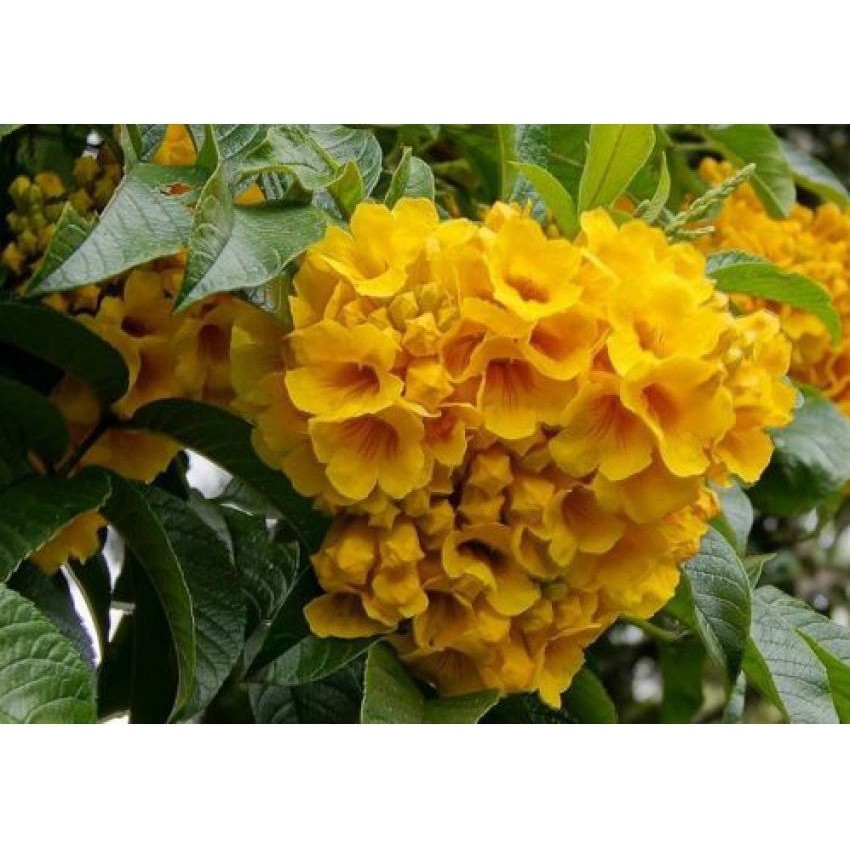 [ REAL LIVE ] ANAK POKOK BUNGA TECOMA STANS YELLOW BELLS | Shopee Malaysia