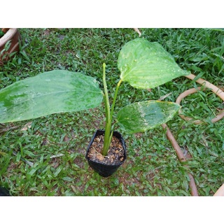 Anak pokok herba sagu bemban ubat kayap/pokok ubi bemban/garut ...