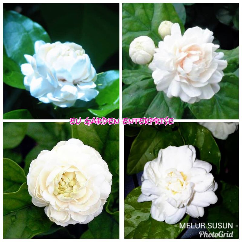 Pokok Bunga Melur Susun / Melur Ros (Grand Duke Of Tuscany) | Shopee ...