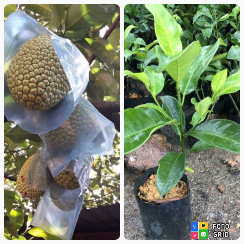 pokok cempedak durian | Shopee Malaysia