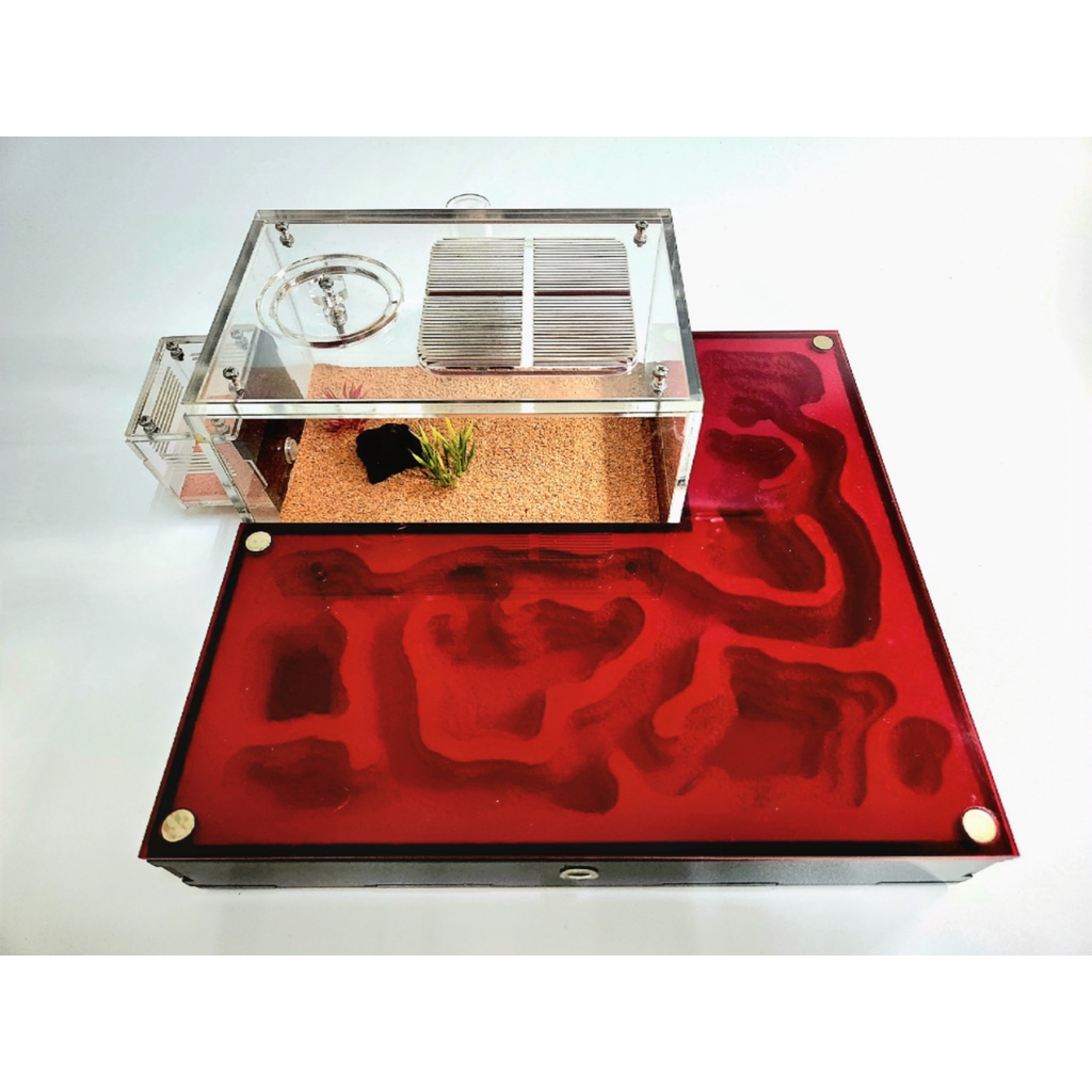 The Jumbo Formicarium 2 - Ant Farm Ant Formicarium Ant Outworld Ant ...