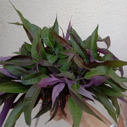 (Nak Pos Baru Petik) Daun Lemuni Original Kampung Tanpa Racun Serangga ...