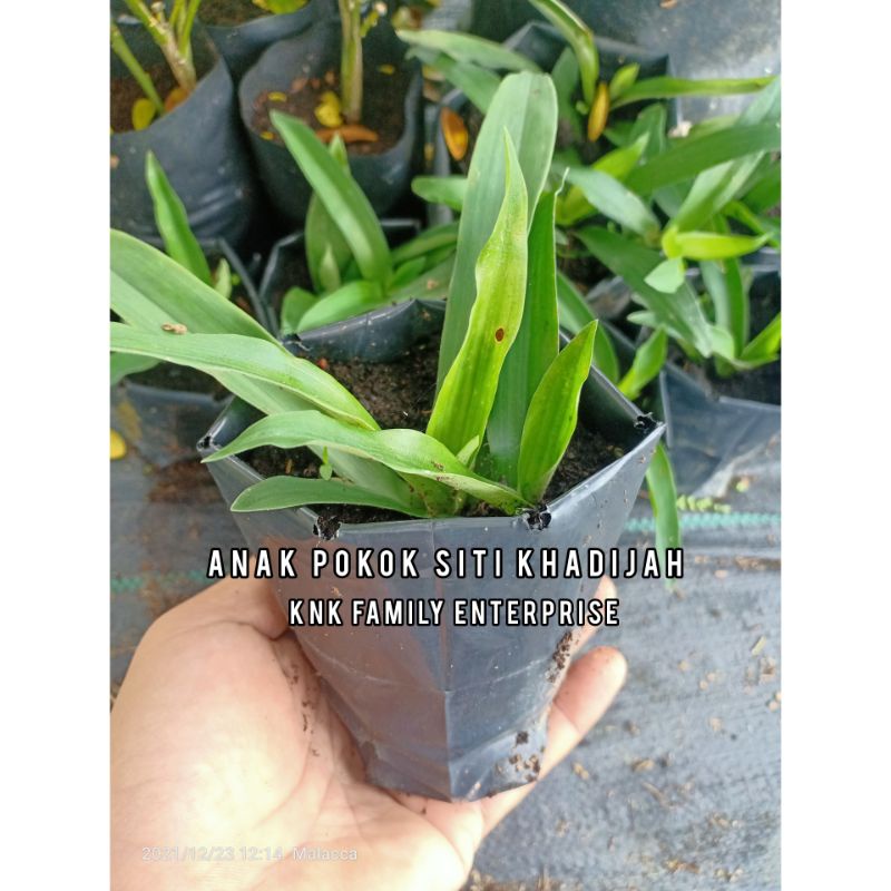 ANAK POKOK RUMPUT SITI KHADIJAH (HERBA) | Shopee Malaysia