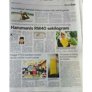 mangga harum manis hybrid /mempelam harum manis / pokok mangga harum ...