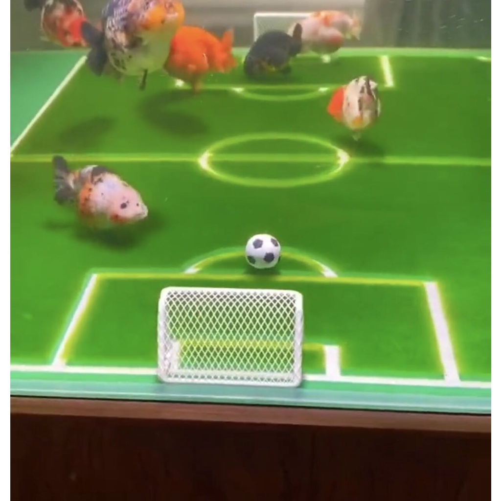 STAINLESS STEEL Gage Football Goldfish fish tank (can sink into tank ...