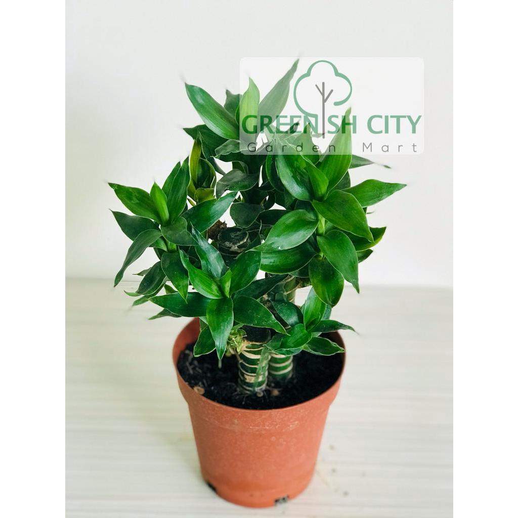 GNC - Lotus Bamboo Live Plant Pokok Daun Buluh 3in1 富貴竹 观音竹 | Shopee ...