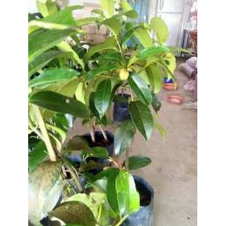 Anak Pokok Manggis Mesta Kawin ,Berbuah Rendah/Rendang | Shopee Malaysia