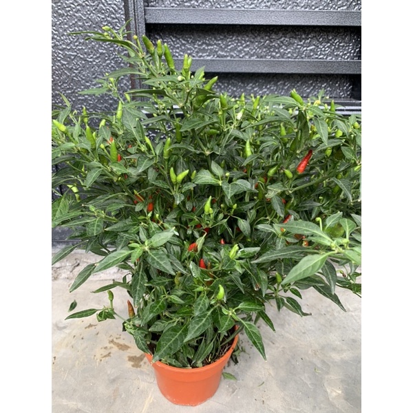 Pokok Cili Padi Pedas Berapi 🔥🔥🔥dijamin Pedas Pokok berbuah lebat ...