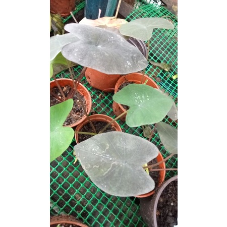 caladium black magic keladi hitam menawan | Shopee Malaysia