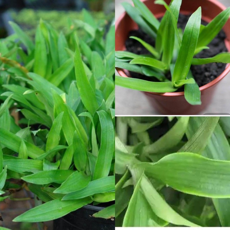 Rumput Cina/Rumput Beijing / Spiderwort Grass / Rumput Siti Khadijah ...