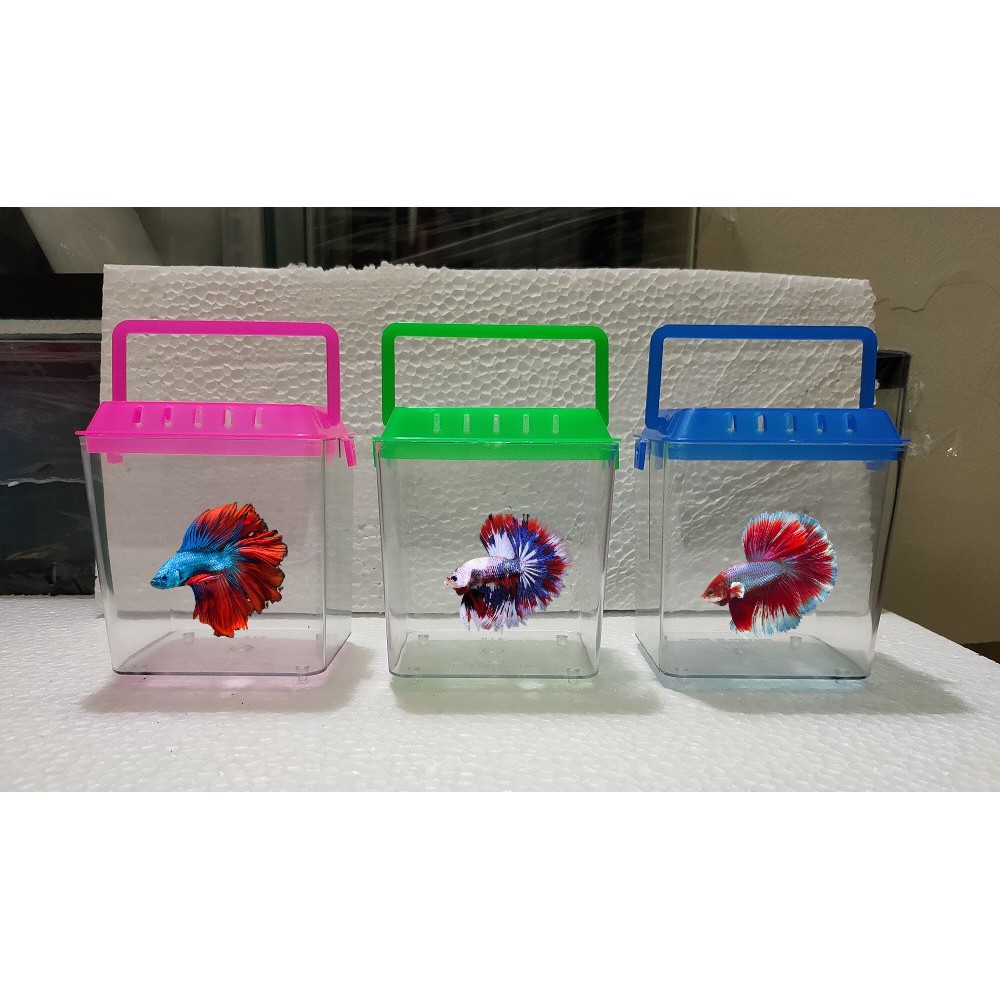 Aquarium Ikan laga kecil (mini tank) | Shopee Malaysia