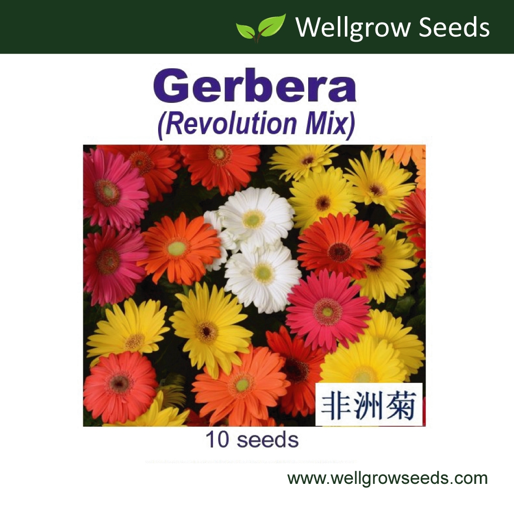 Gerbera Revolution Mix (10sds) 非洲菊：革命系列（混色) (10种子) Daisy Flower Seeds ...