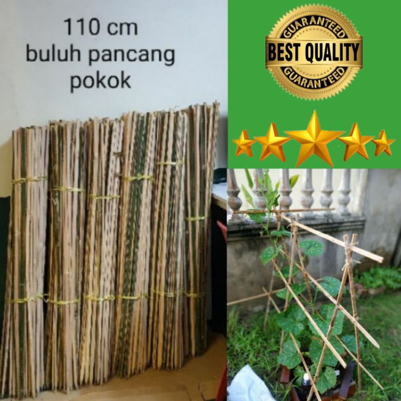 Buluh Pancang Pokok 25 Batang Bamboo Plants Stakes Ikat Pokok Cili Kacang Rose Bunga Kertas