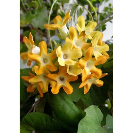 KKB Pokok Bunga Tongkeng @ Stokin, Tonkin Jasmine Flower, Telosma ...