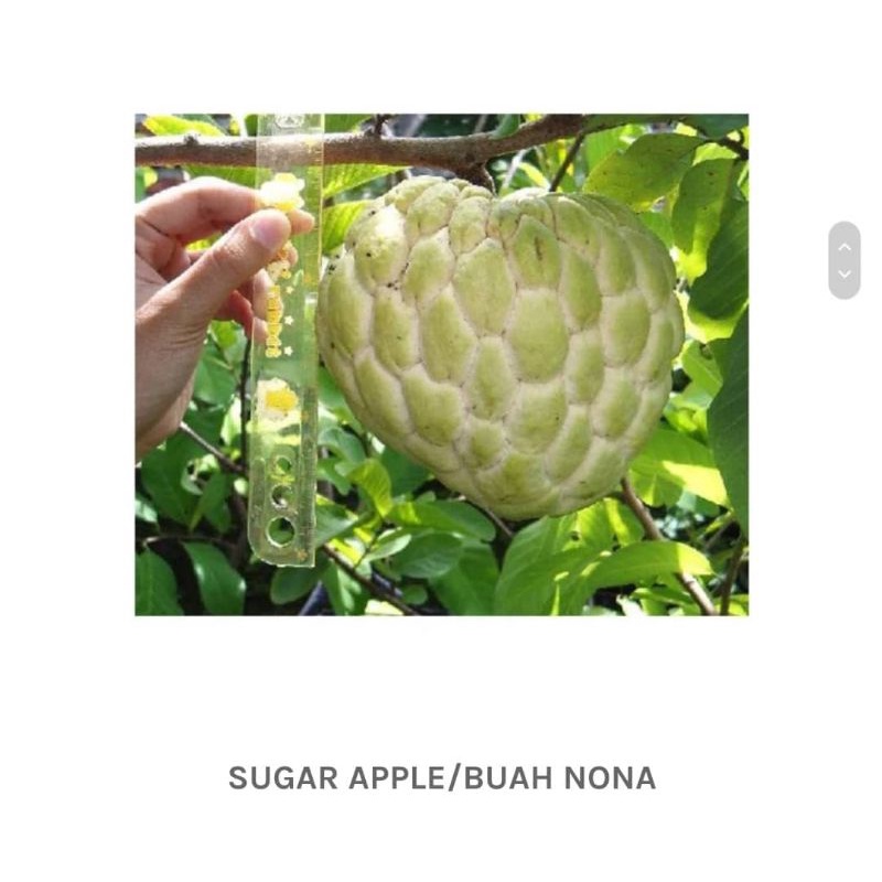 Pokok nona/Pokok sugar apple hybrid | Shopee Malaysia