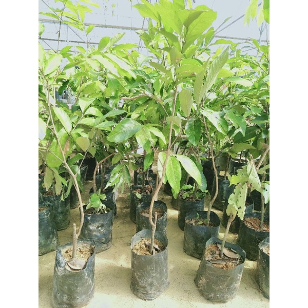 anak pokok rambutan hybrid | Shopee Malaysia