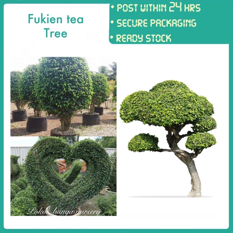 PBN - Fukien tea tree - carmona retusa bonsai hokkien Philippine tea ...