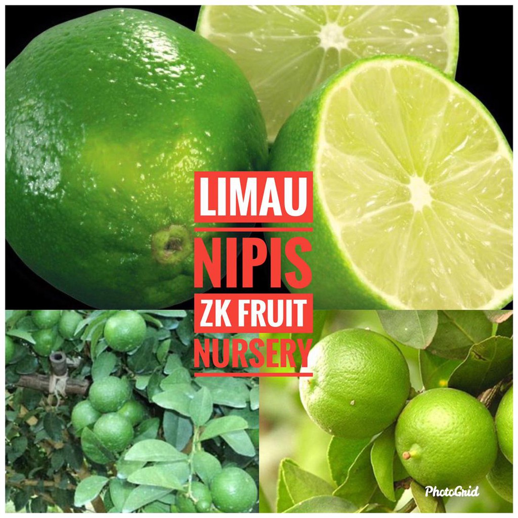 Anak pokok limau nipis | Shopee Malaysia