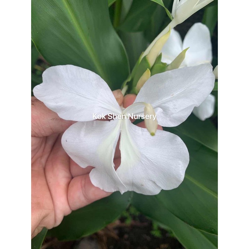 Hedychium Coccineum White Ginger（Halia Kupu-Kupu）Bunga Wangi Kuat ...