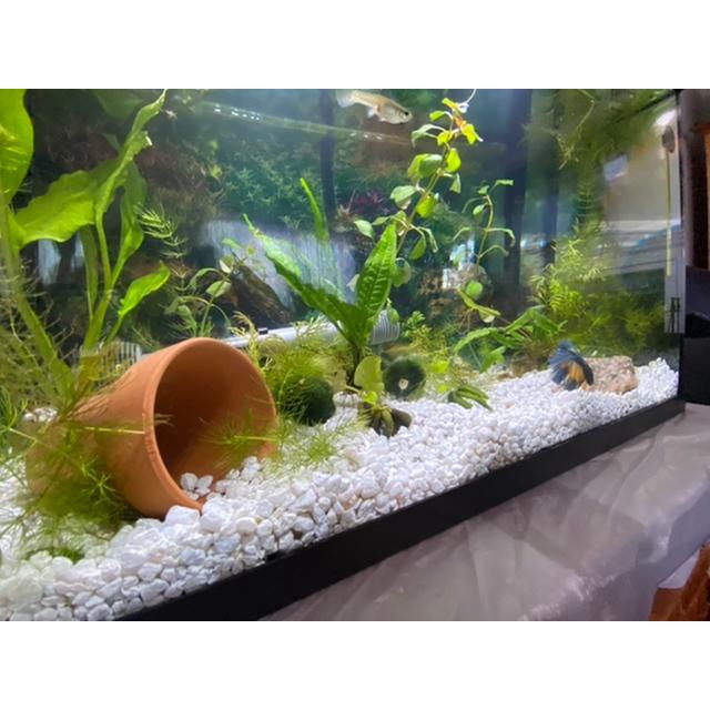 White Pebbles Stones for Aquarium Decoration (1kg) | Shopee Malaysia