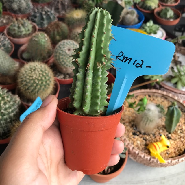Cactus Plant (unknown) | Shopee Malaysia