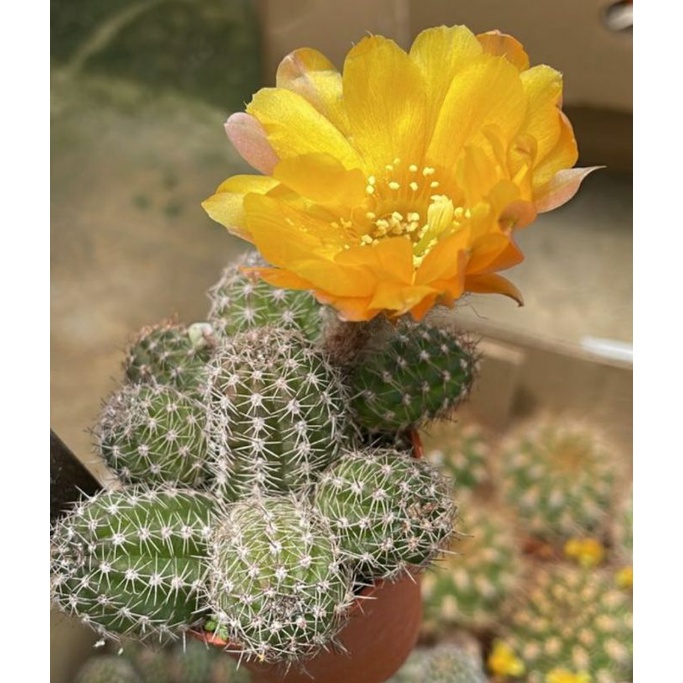 Echinopsis chamaecereus / Peanut Cactus / Flowering Cactus | Shopee ...