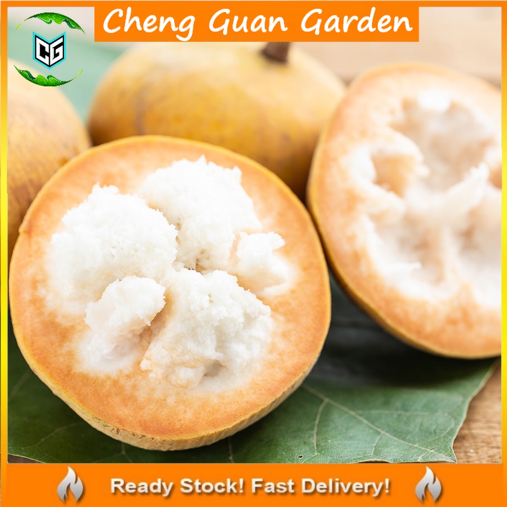 Anak Pokok Setul Sentul Setol Sentol Setoi Sete Kecapi Jumbo Siam ...