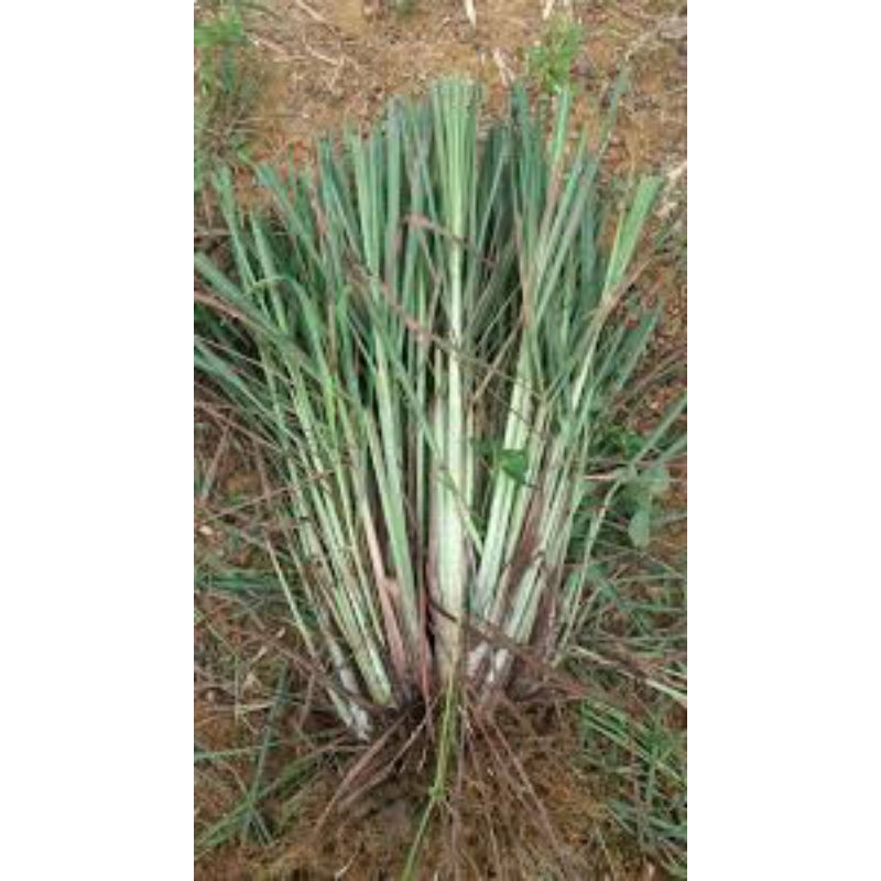 Benih Anak Pokok Serai Berakar Serai | Shopee Malaysia