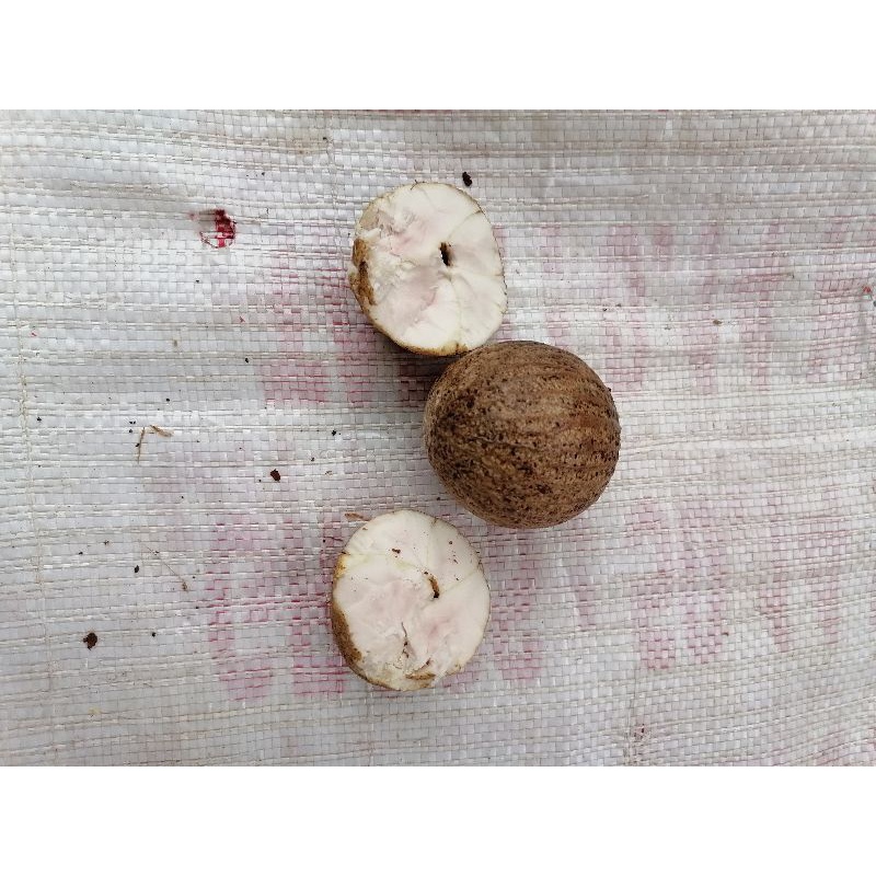 BUAH KULIM HUTAN SEGAR 1BIJI | Shopee Malaysia
