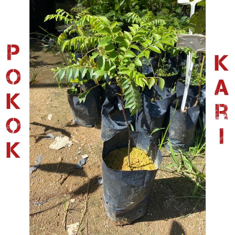 Pokok kari thai / pokok kari murah | Shopee Malaysia