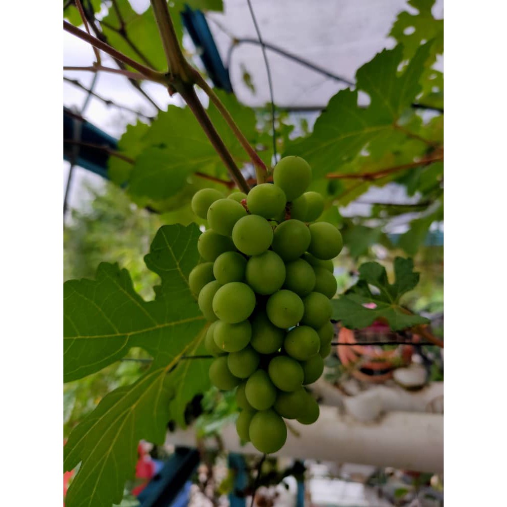 ( FRESH CUTTING ) ANGGUR VARITY ISABELLA/IAC (KERATAN) | Shopee Malaysia