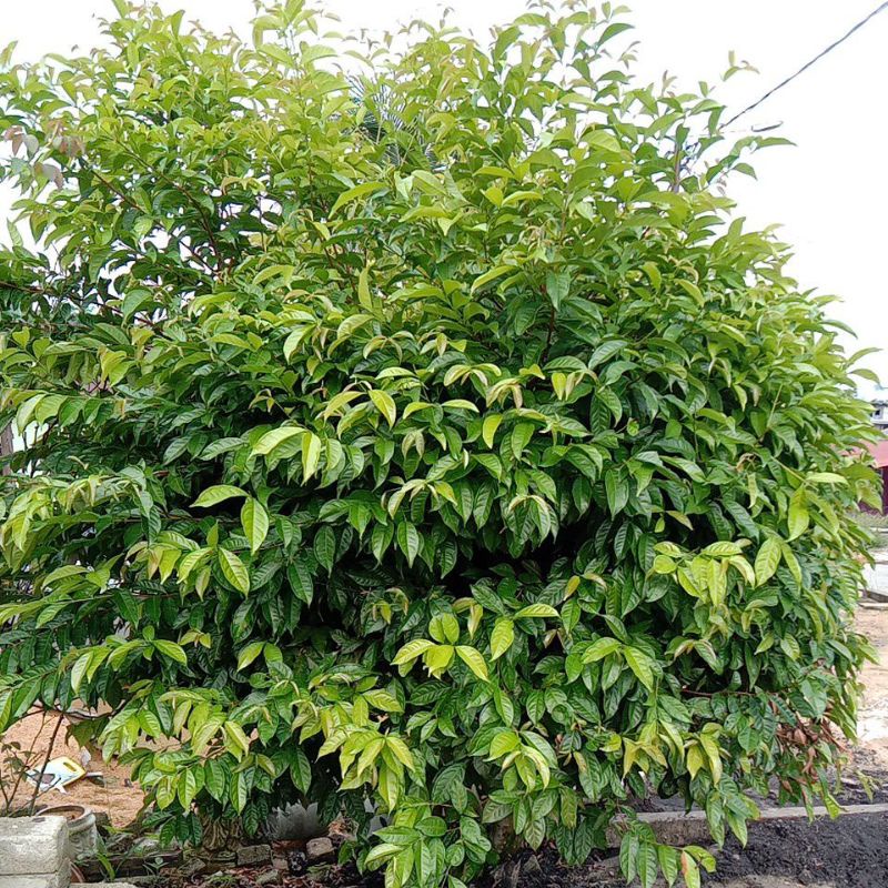 anak pokok serai kayu/salam/samak dalam polibeg | Shopee Malaysia