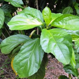 POKOK PUCUK SALANG- ANAK POKOK /6 KERATAN UNTUK SEMAIAN | Shopee Malaysia