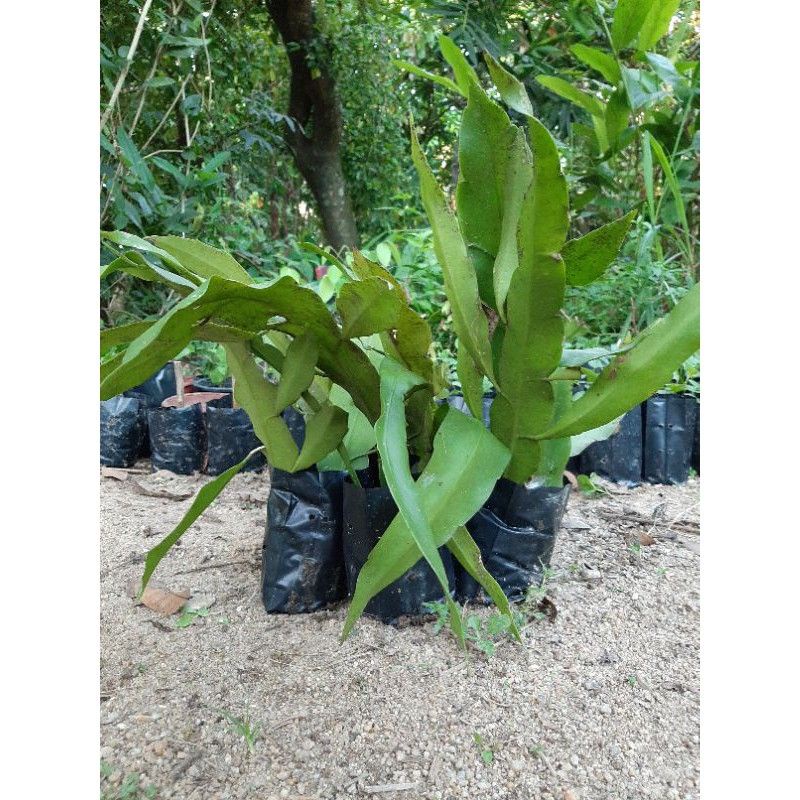 Anak pokok bunga Bakawali putih | Shopee Malaysia