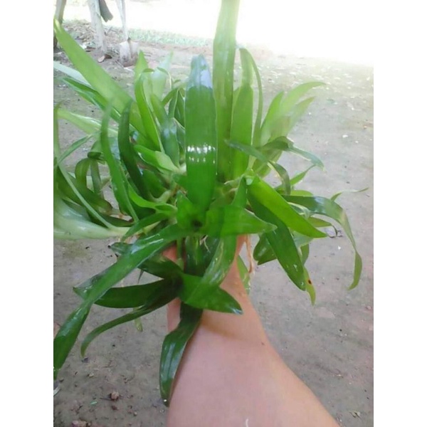 RUMPUT BEIJING RUMPUT SITI KHADIJAH | Shopee Malaysia