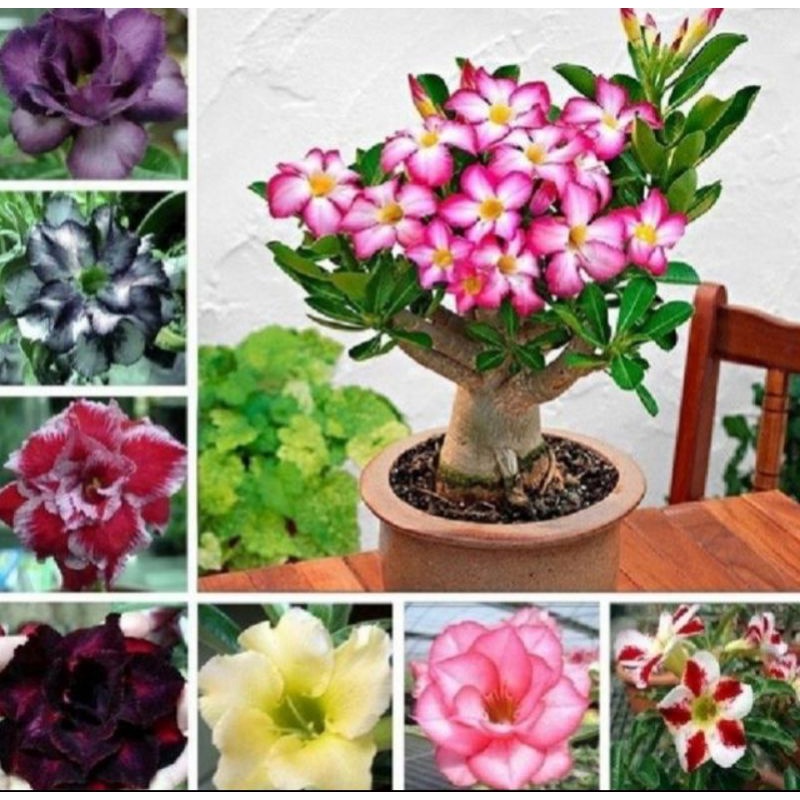 ADENIUM THAI REAL LIVE PLANT WITH PLASTIC POT(POKOK BUNGA HIDUP ...