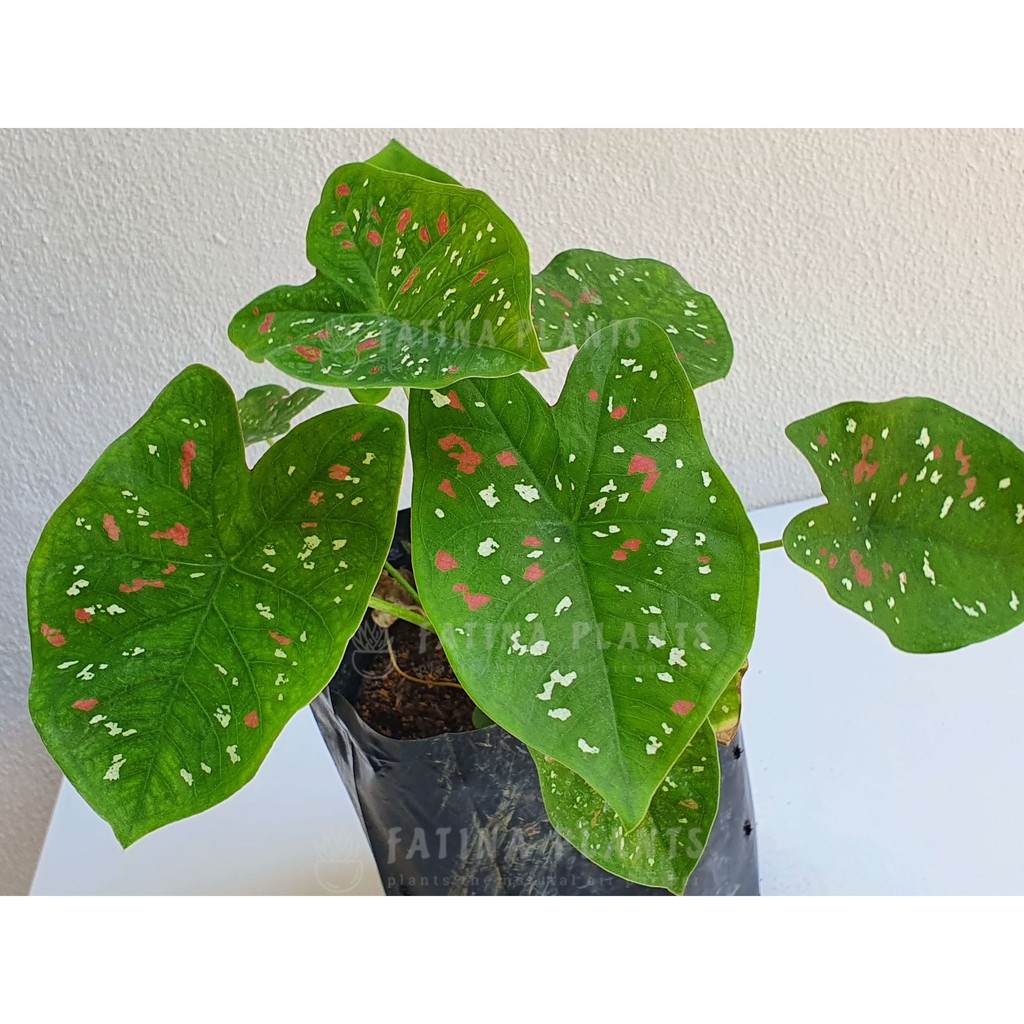 Floral Arrangements Home & Living LIVE PLANT Florida Clown Caldium Home ...