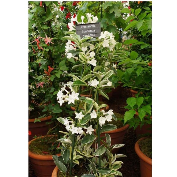 KKB Madagascar Jasmine Batik, Stephanotis Floribunda Variegata | Shopee ...