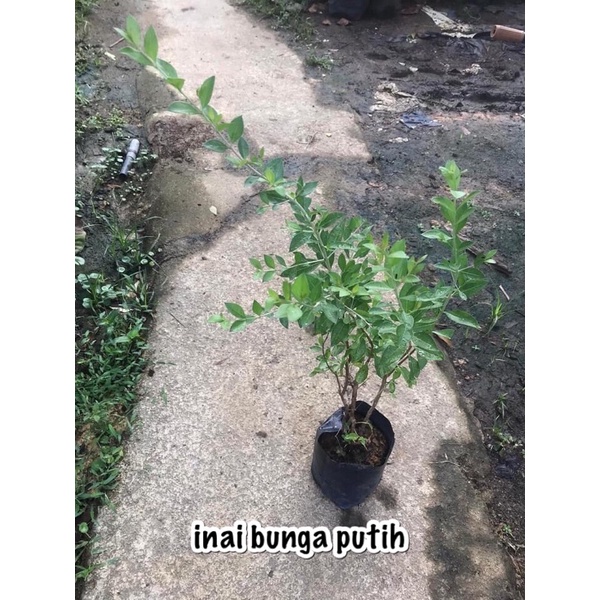 Pokok inai bunga putih @ henna @ lawsonia inermis | Shopee Malaysia