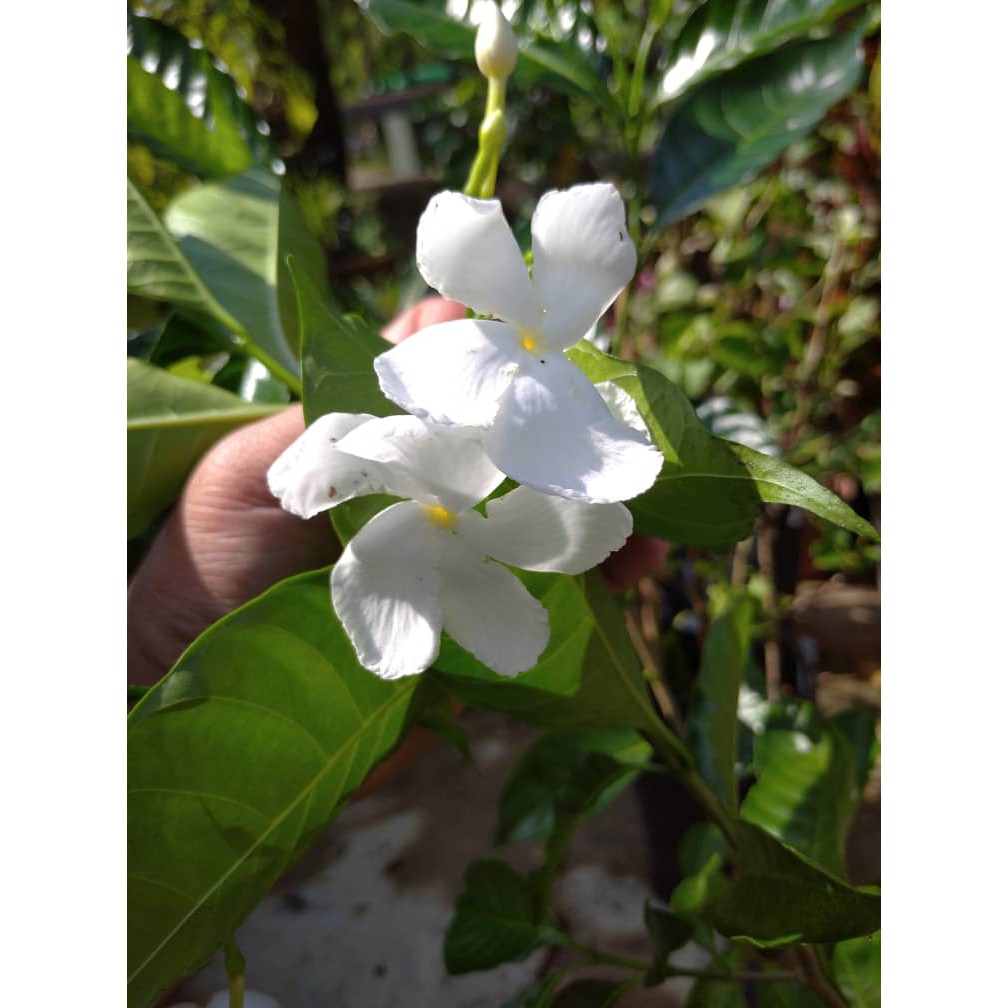 Pokok Bunga Jasmine Bunga Besar | Shopee Malaysia