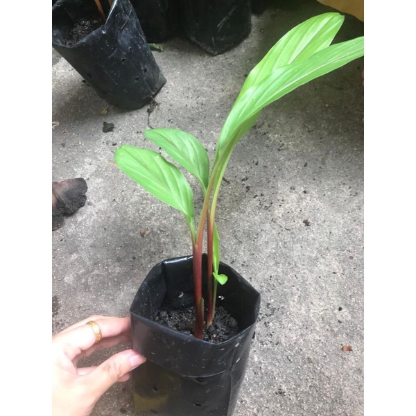 Anak Pokok TEMU KUNCI | Shopee Malaysia