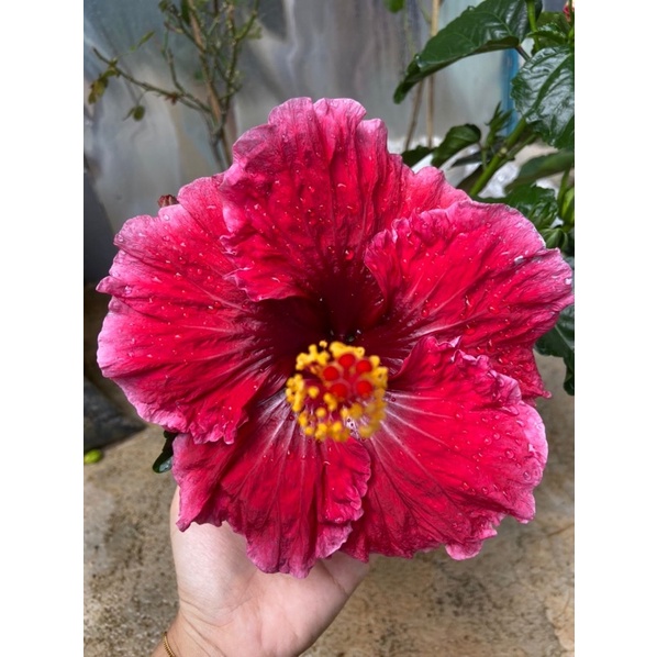 bunga raya hybrid / hibiscus | Shopee Malaysia