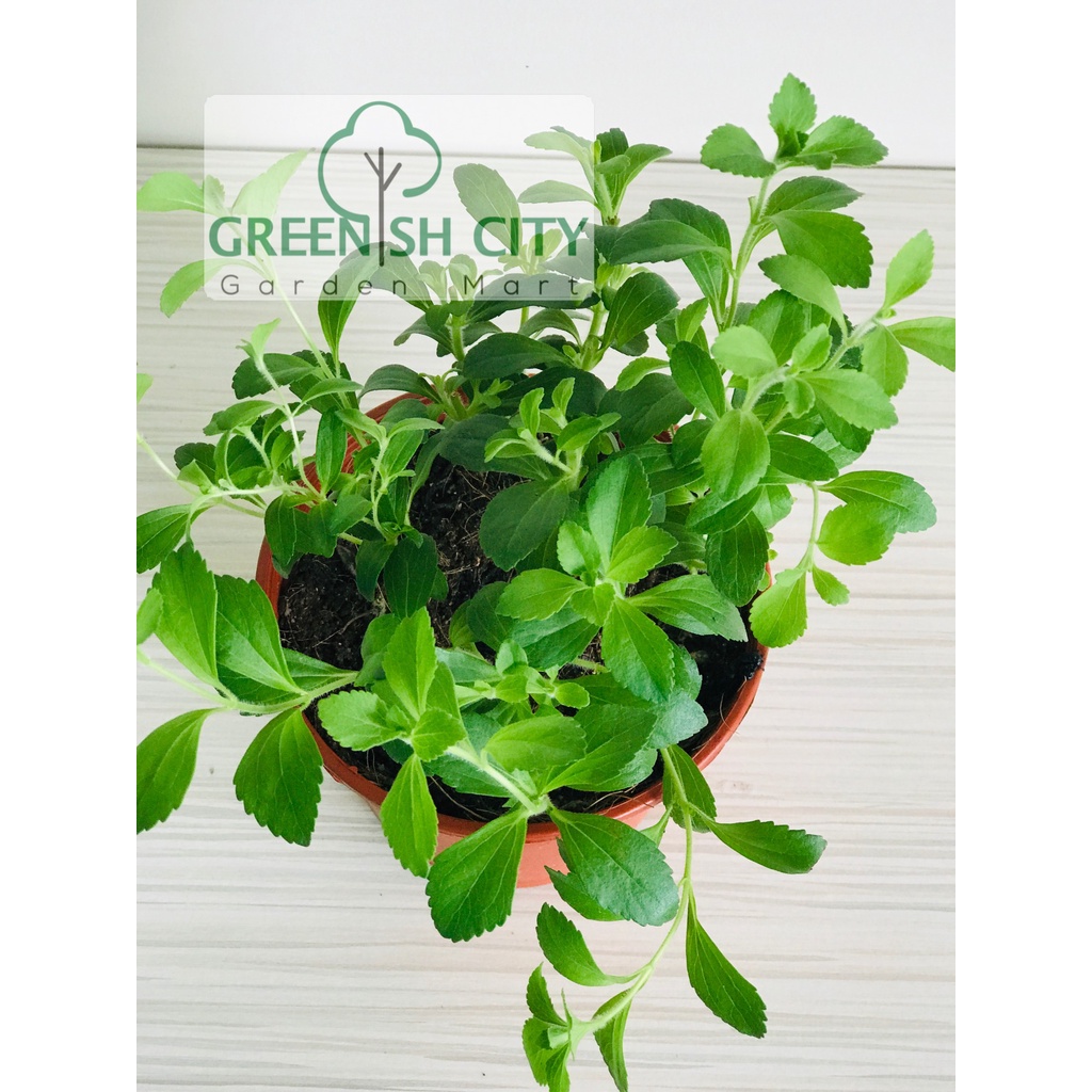 GNC - Stevia Herbs Candy Leaf Herb Plant Pokok Herba 甜叶菊 | Shopee Malaysia