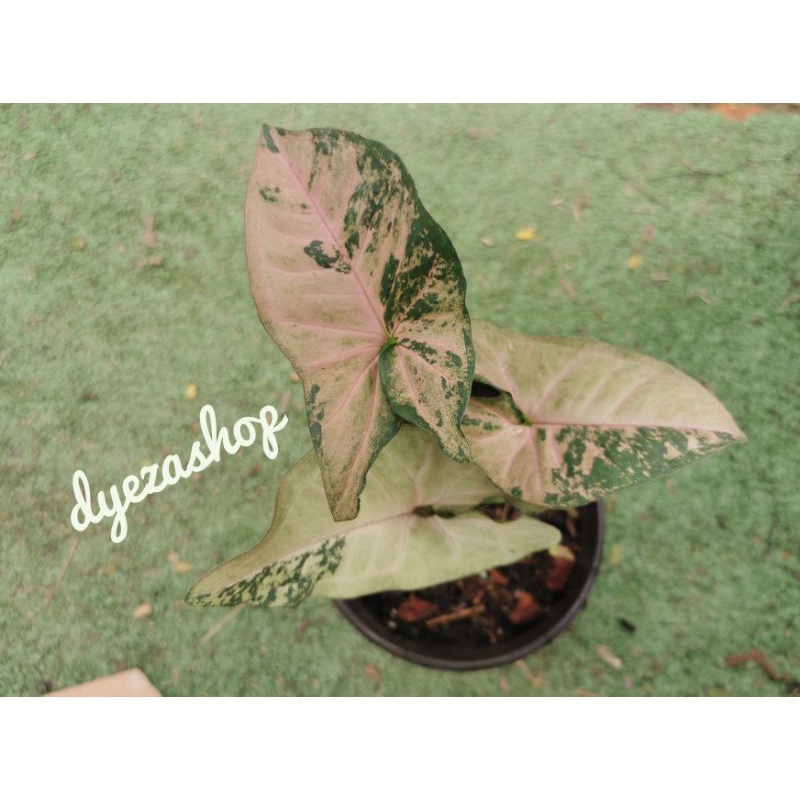 [ READY STOCK ] Syngonium Pink Flecked POKOK RIMBUN ( RARE) | Shopee ...