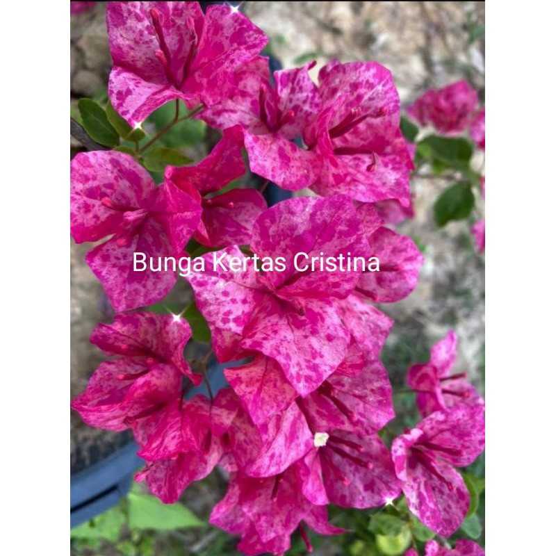 Bunga Kertas Pelbagai ID Cantik!!! | Shopee Malaysia