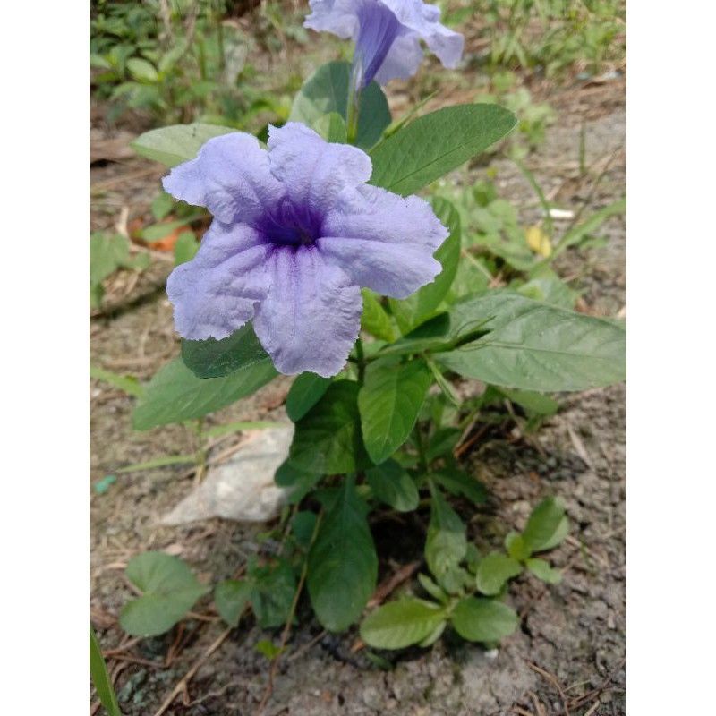Anak pokok bunga Petunia Ruellia liar / petunia liar/ Ruellia Tuberosa ...