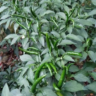 Biji Benih Cili Padi Hijau Siam/ Super Hot Cili Api/ Birds Eye Chili ...