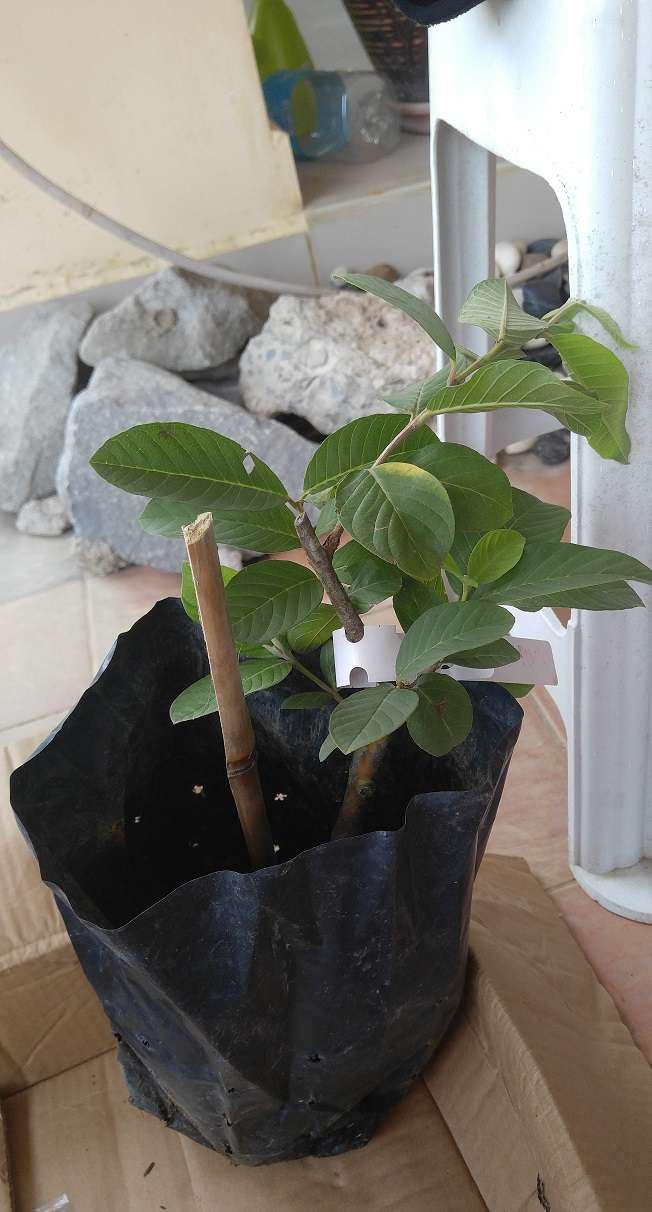 Pokok Jambu Pink Guava/Pokok tut cepat berbuah | Shopee Malaysia